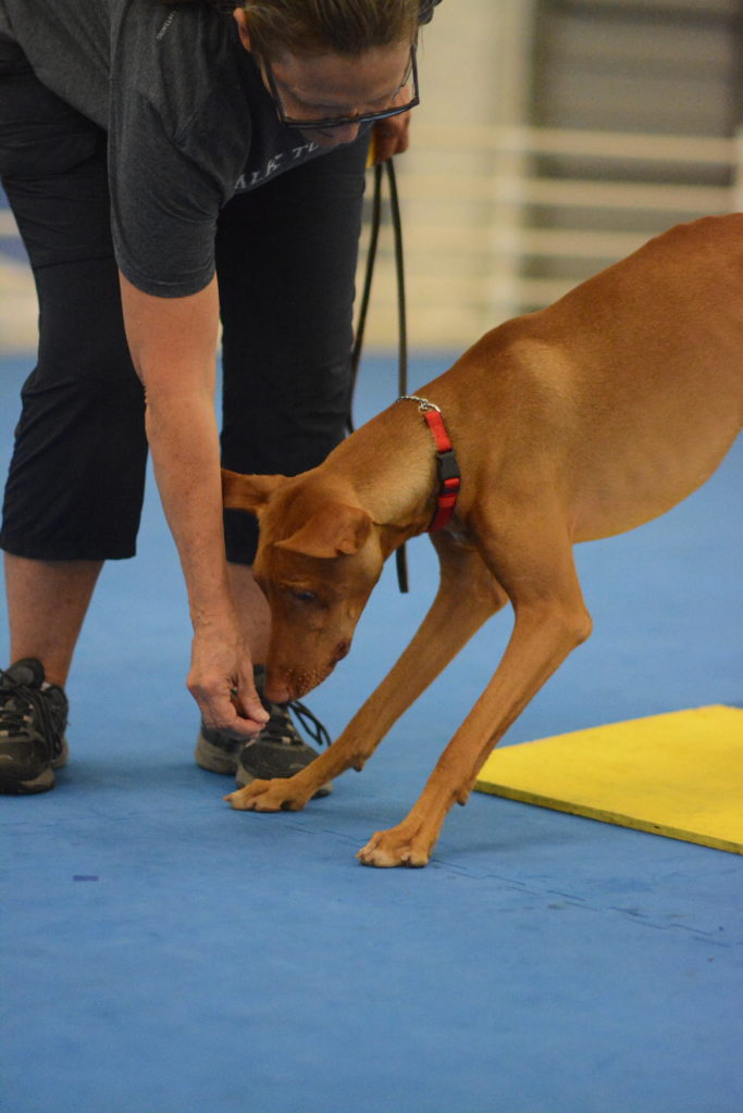 Agility Level 1 - The Dog Training Club of Tampa, Inc.